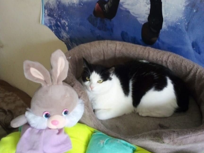 Котенок