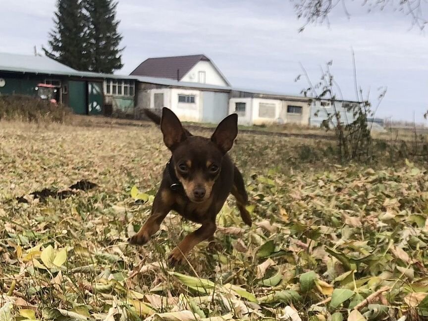 Вязка той-терьер