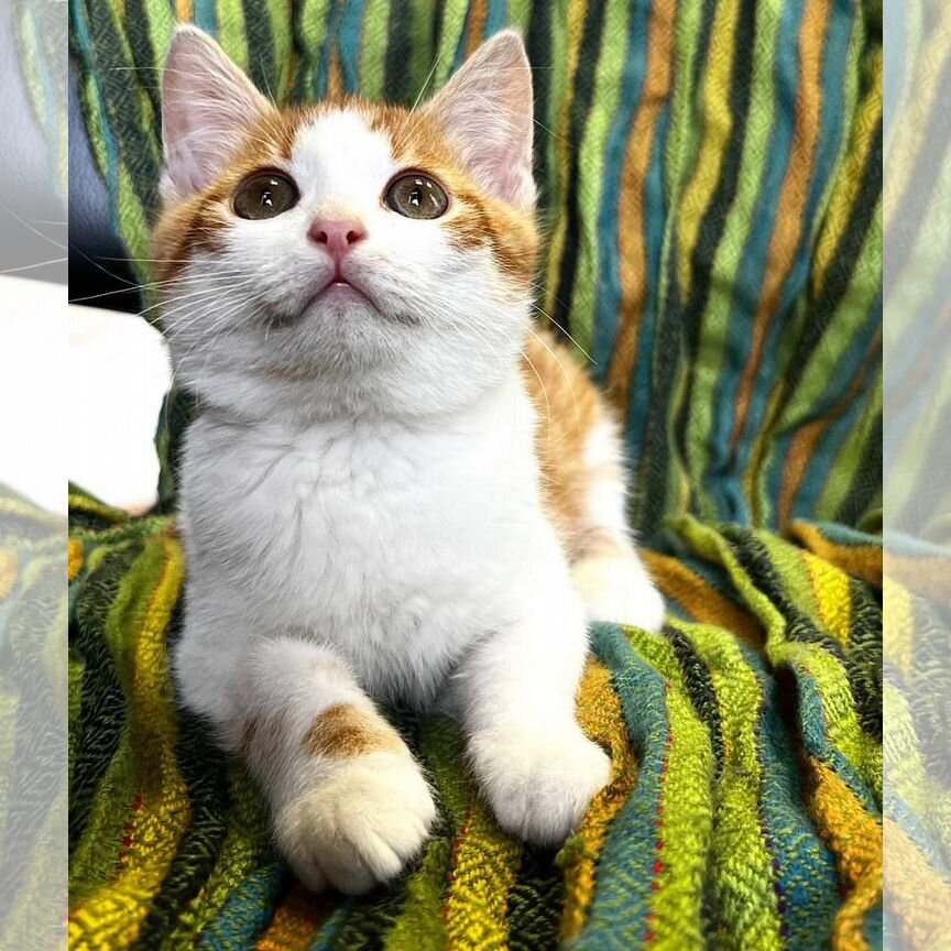 Котята в дар