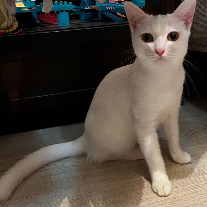 Котенок в добрые руки