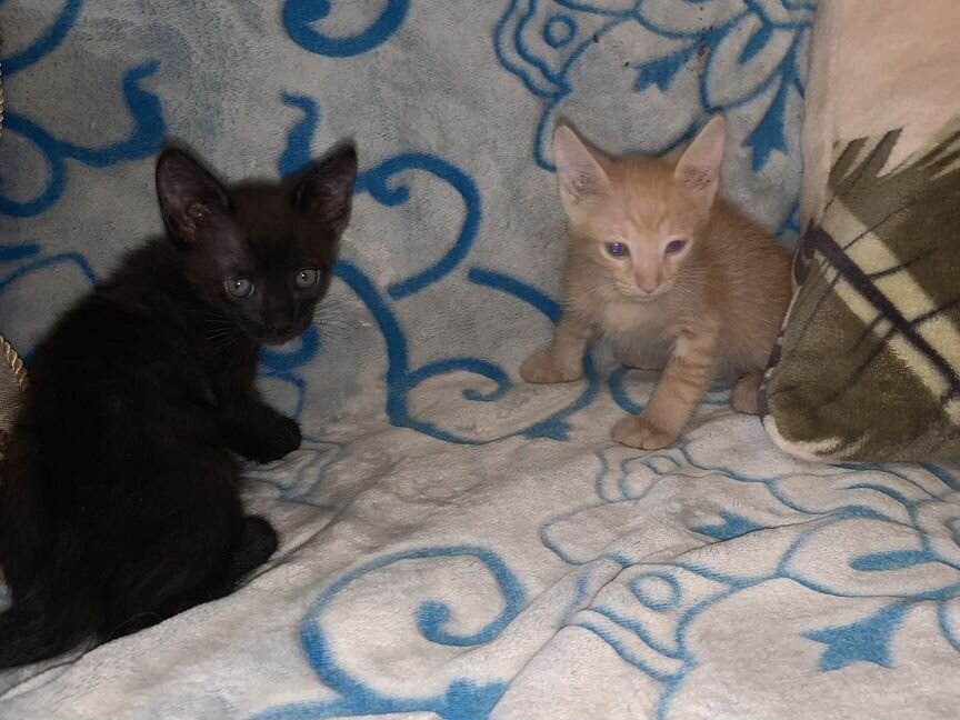 Котятки под елочку 2 месяца