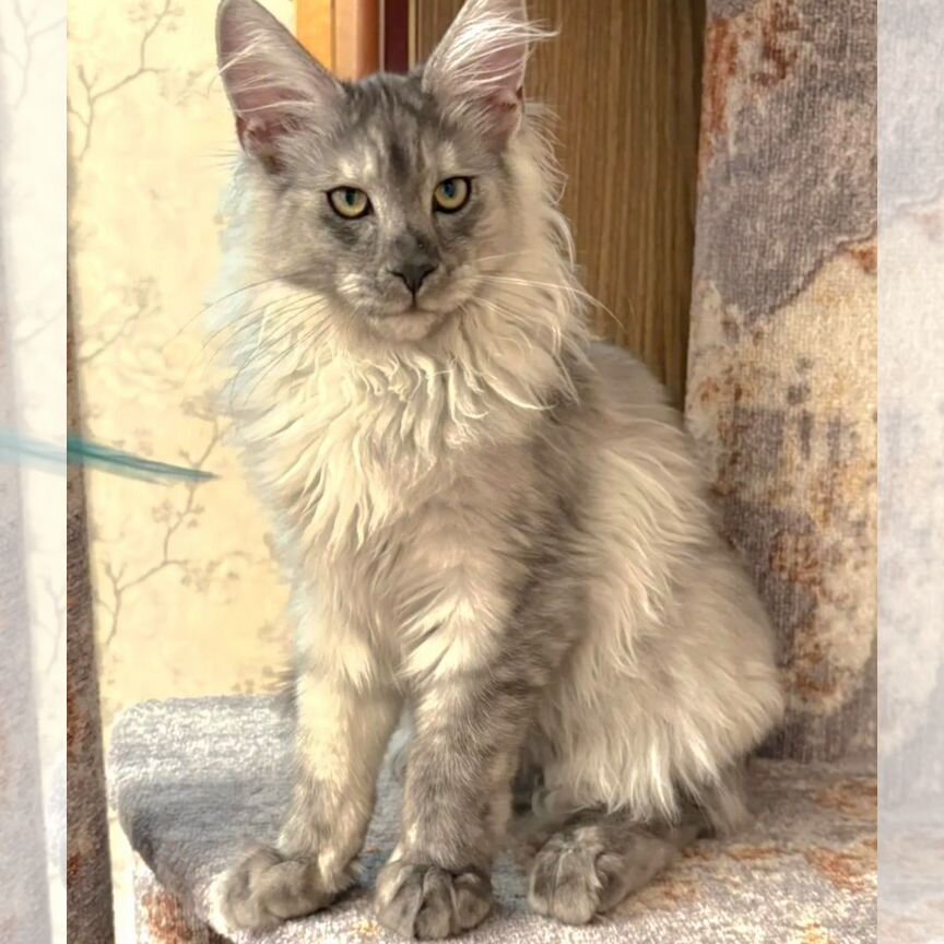 Мейн-кун котёнок