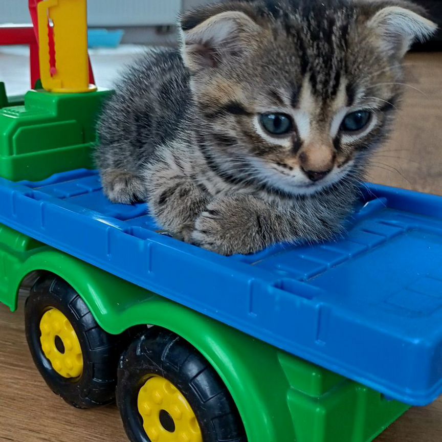 Котёнок в добрые руки