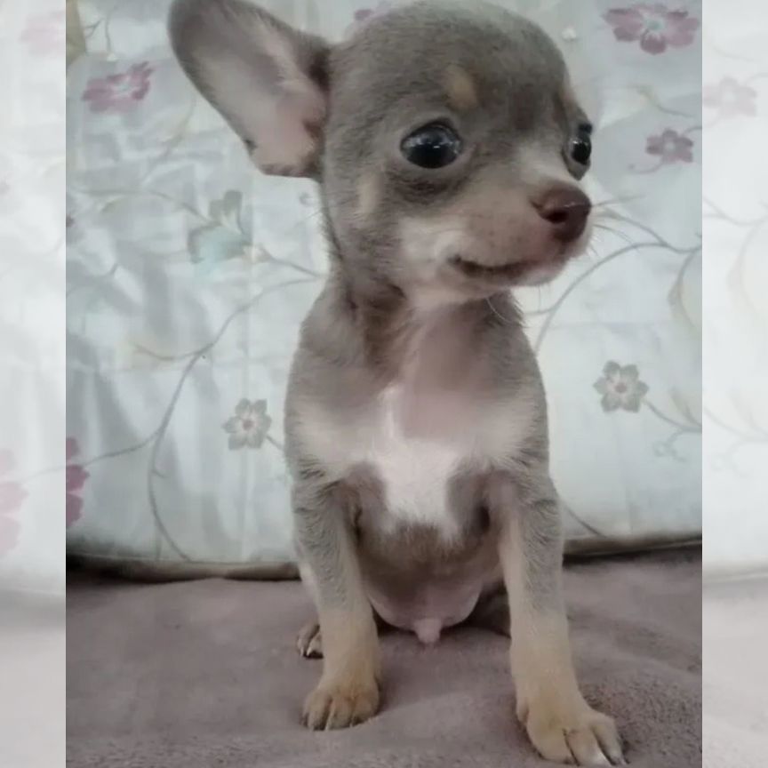 Чихуахуа, щенок