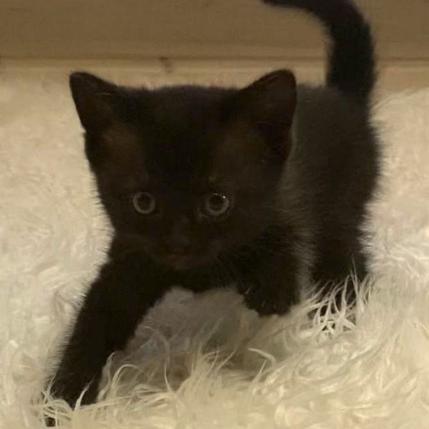 Котята в добрые руки бесплатно