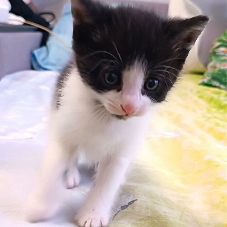 Котята 1,5 мес