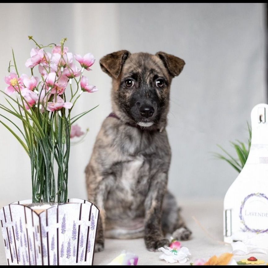 Тигровый щенок