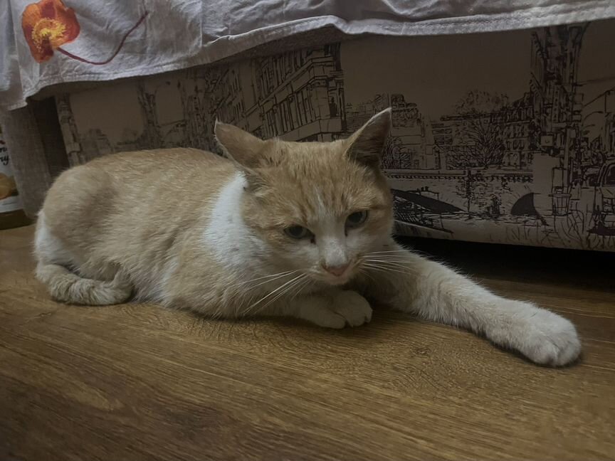 Кошка