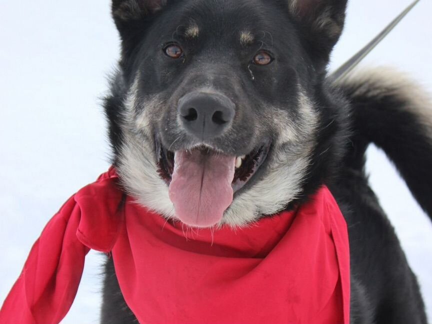 Пёс Гектор в добрые руки