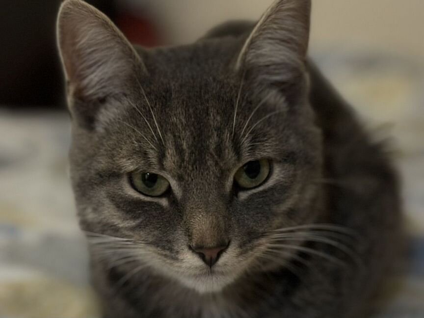 Кот, мальчик