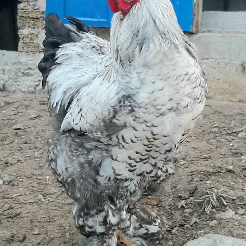 Петух брама