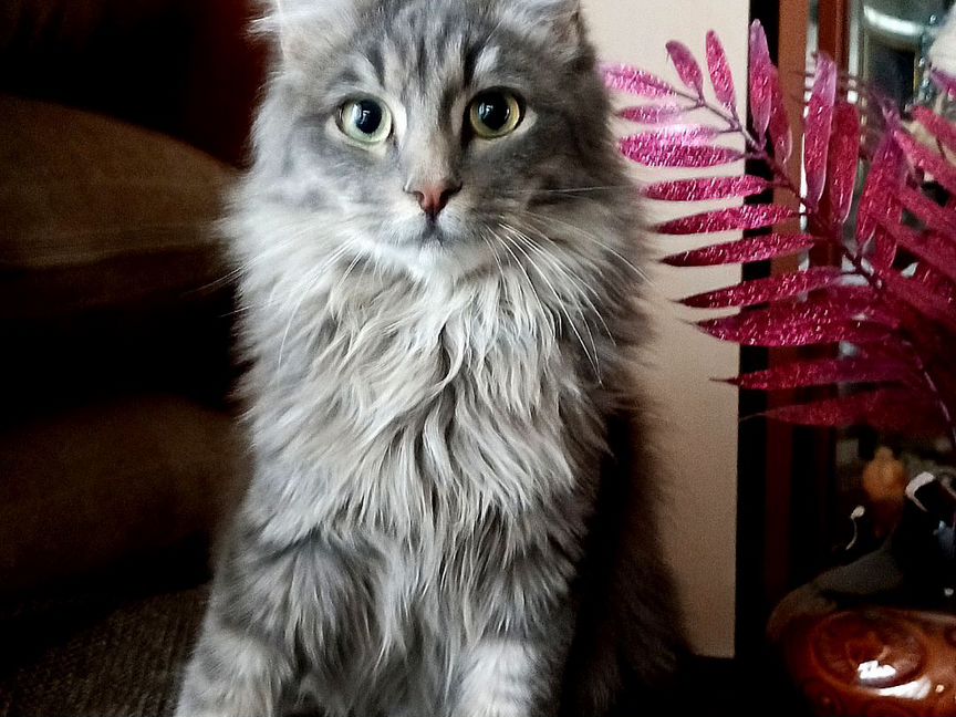 Котик в добрые руки