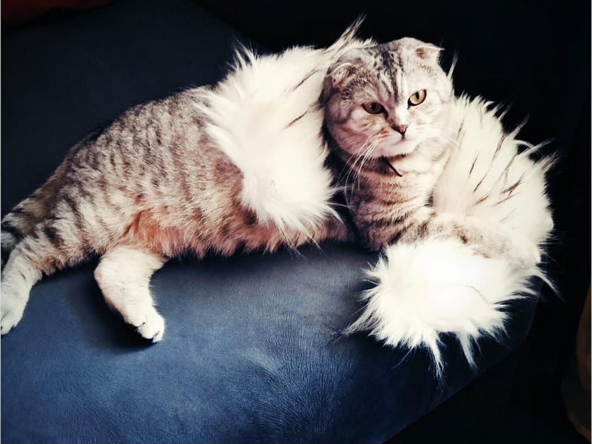 Шотландская вислоухая кошка бесплатно