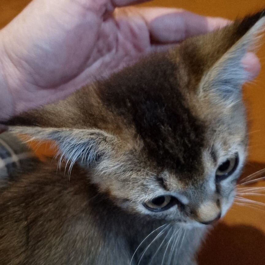 Котенок Карась