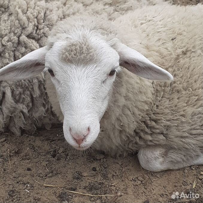 Овцы барашки