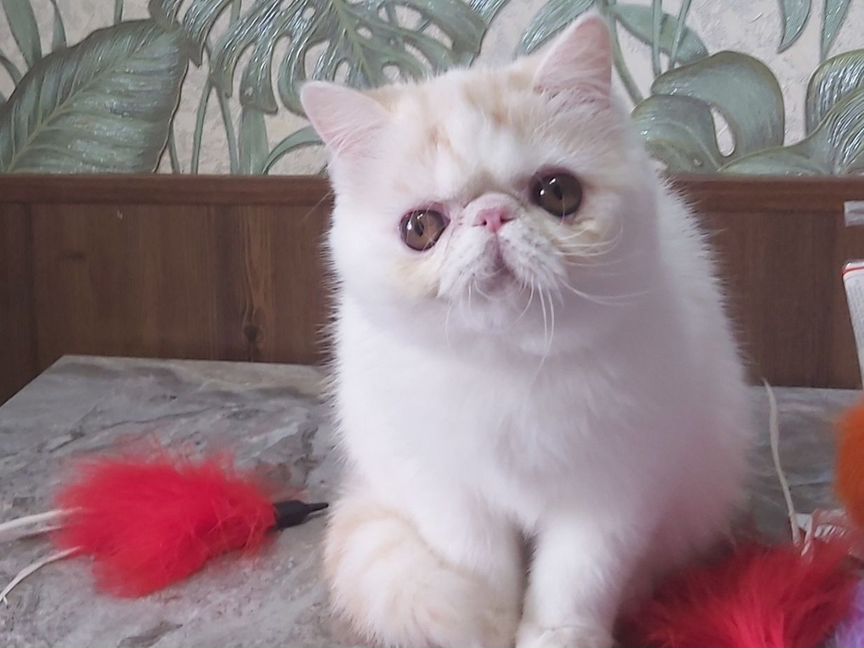 Экзотическая красотка