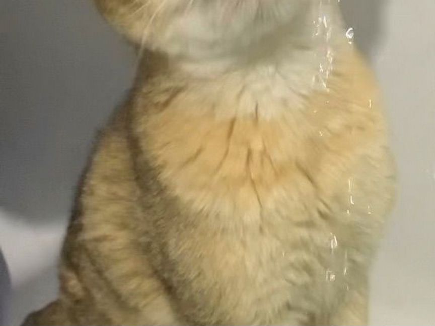 Йося котик -водолаз