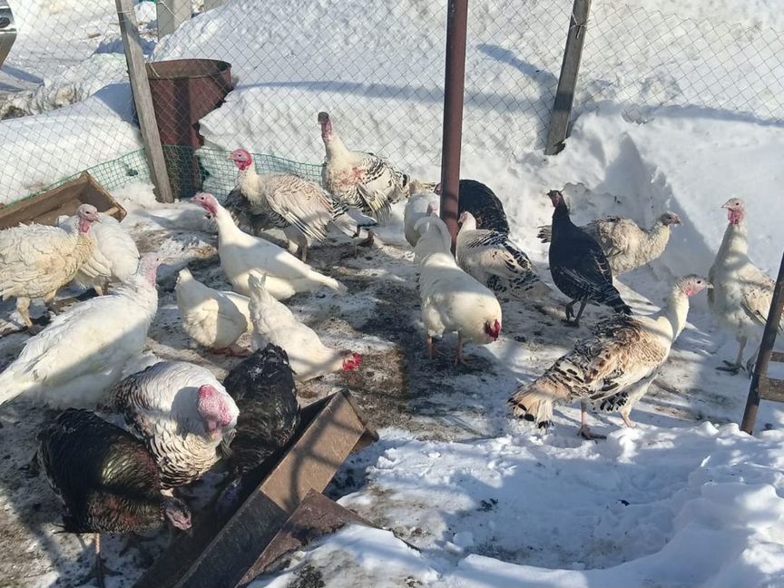 Семья индюшек