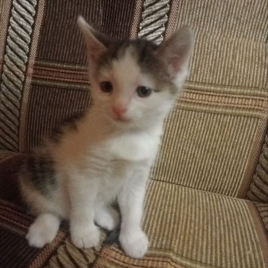 Домашние животные котята бесплатно