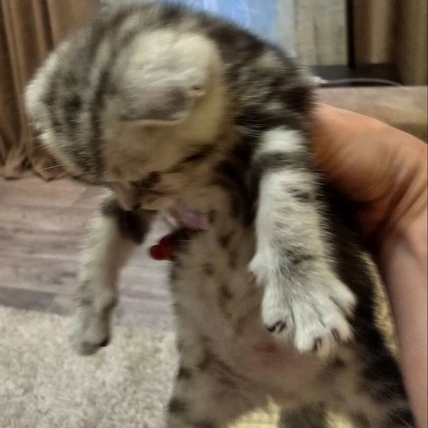 Шотланская вислоухая