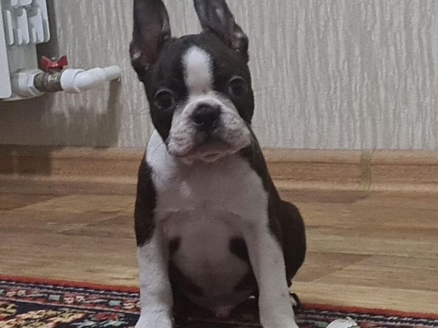 Щенки бостон терьер