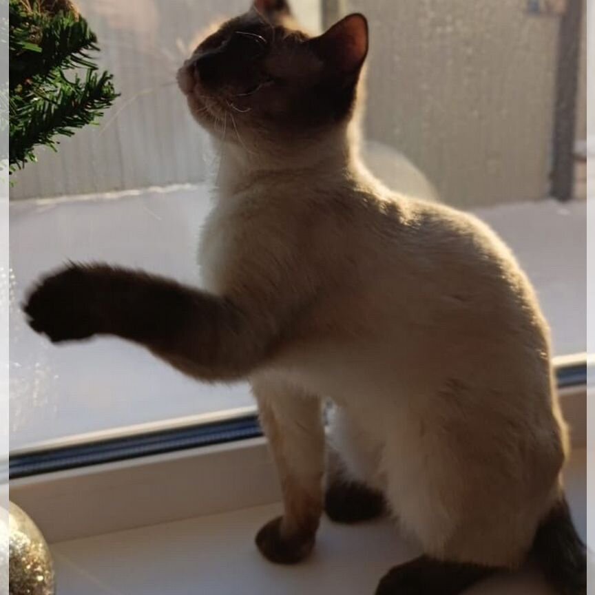 Сиамский, взрослый кот