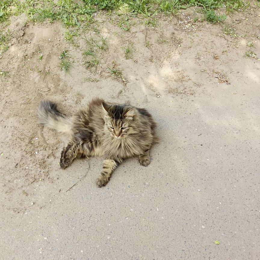 Кот в добрые руки