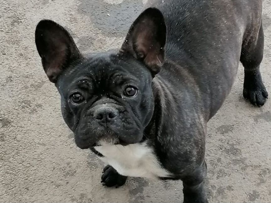 Французский бульдог