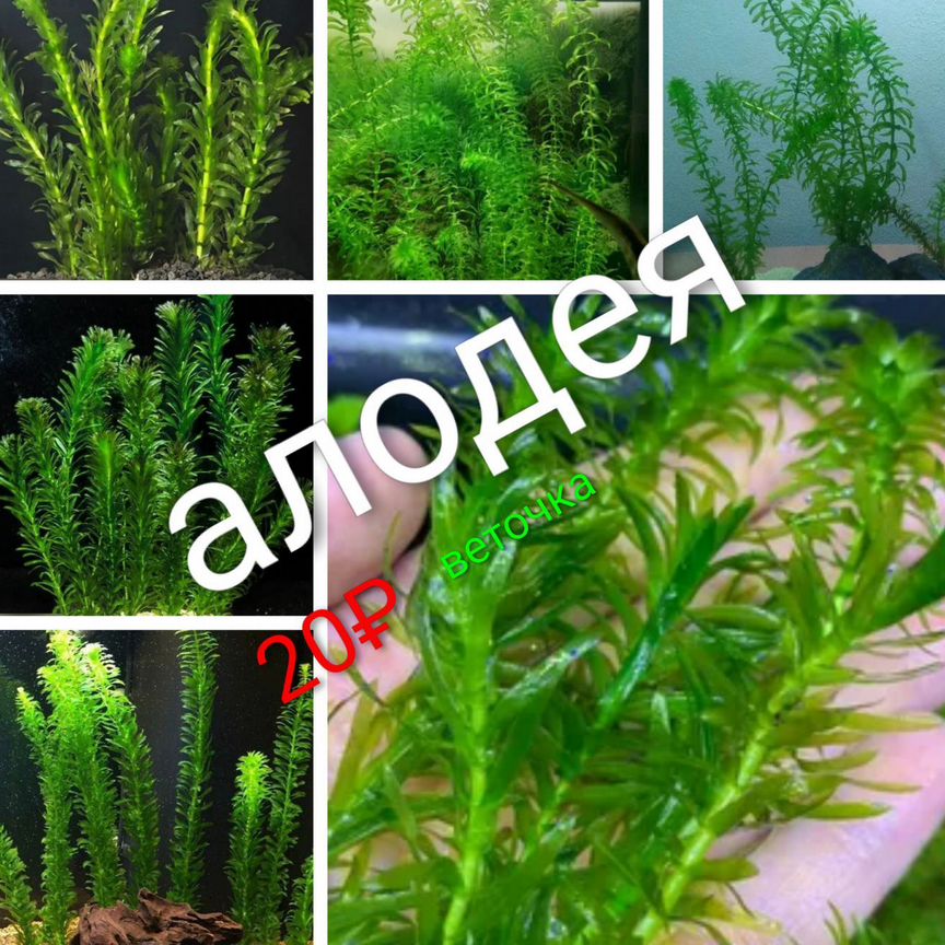 Аквариумные растения