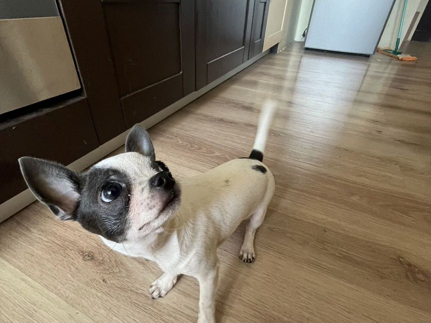 Чихуахуа щенок