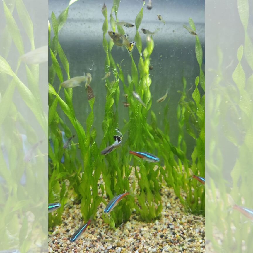 Аквариумные водоросли, валиснерия спиралевидная