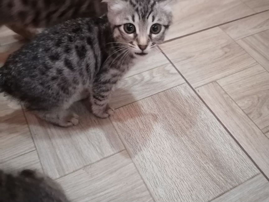 Кошка
