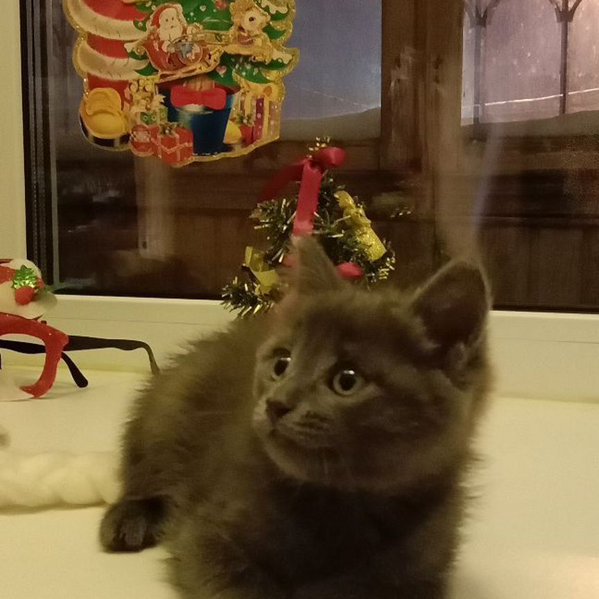 Котёнок (мальчик)