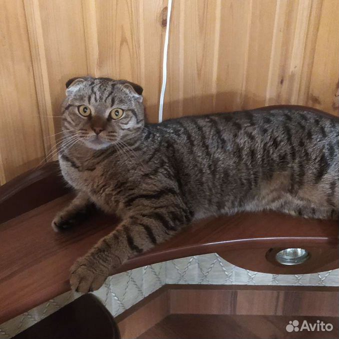 Кот Марсель ищет новую семью