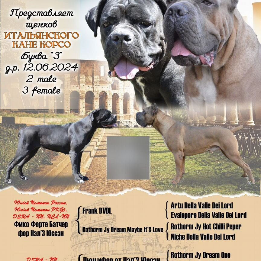 Подрощенные рыжие кане корсо РКФ