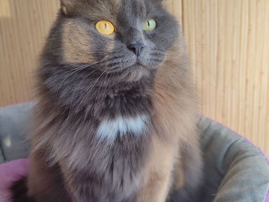 Котик Дым ищет дом
