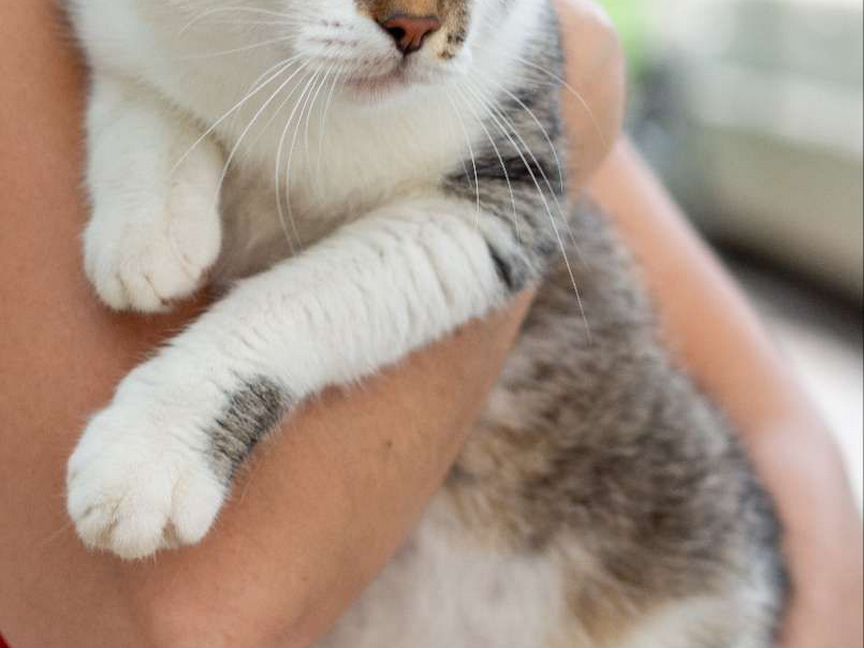 Шикарный кот