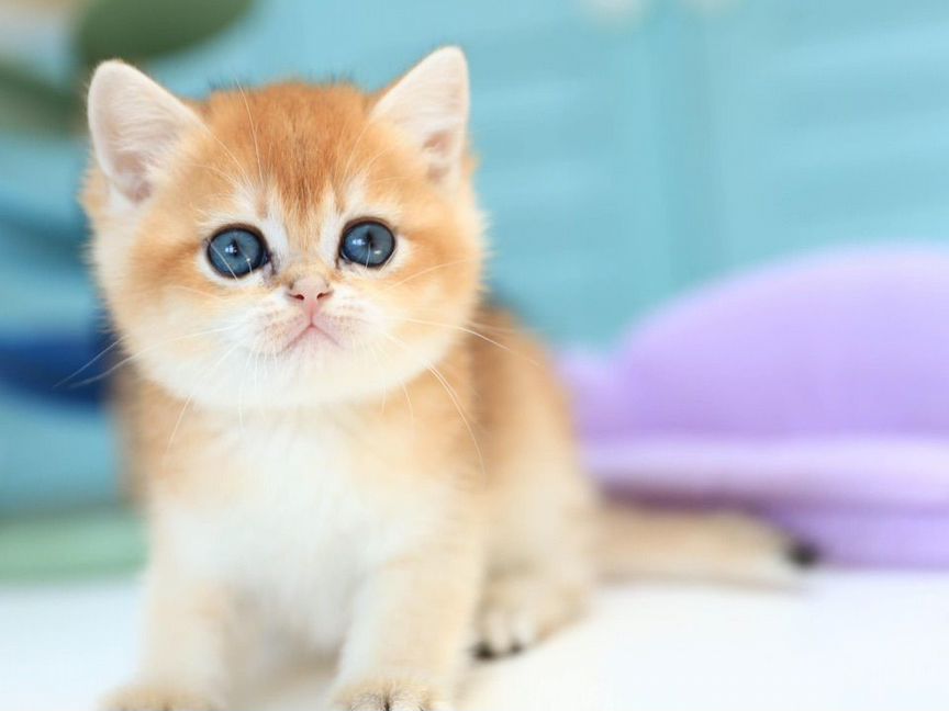 Британская золотая шиншилла котята