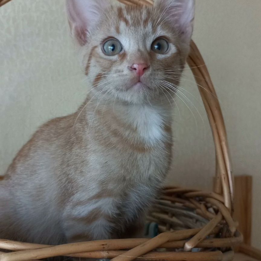 Котенок в добрые руки бесплатно