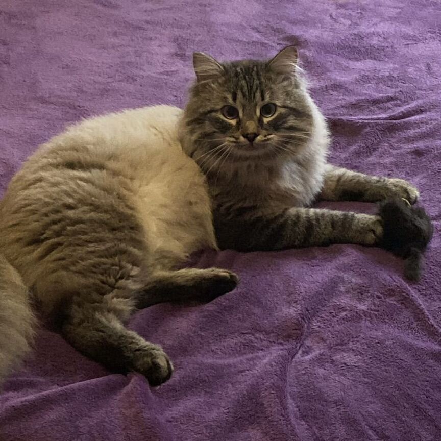 Мейн-кун, взрослый кот