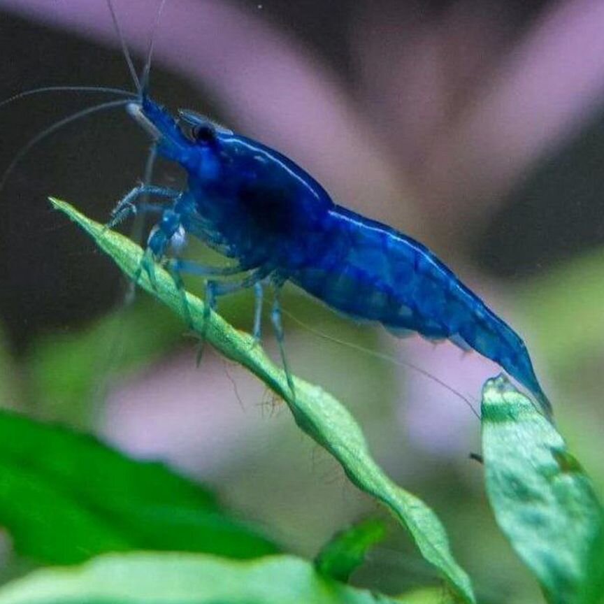 Креветки блю дрим