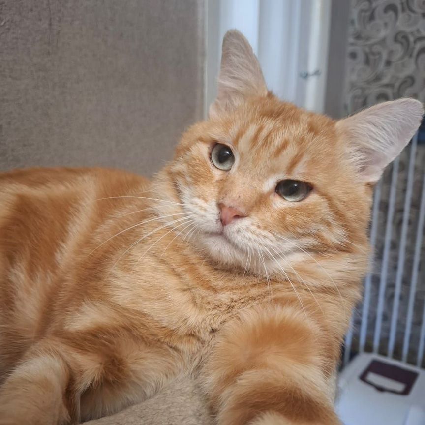 Рамзес. Шикарный кот. Только для избранных