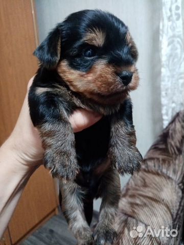 Йоркширский терьер щенки стандарт