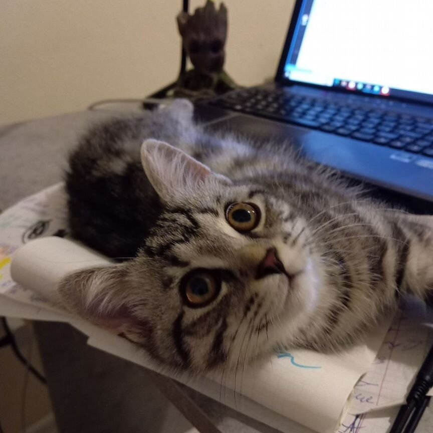 Кот