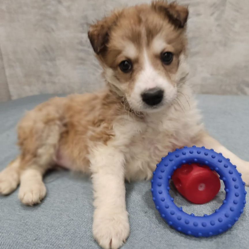 Эльза в дар