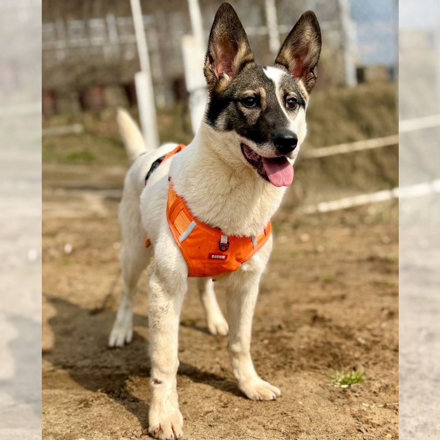 Австралийский хилер, щенок