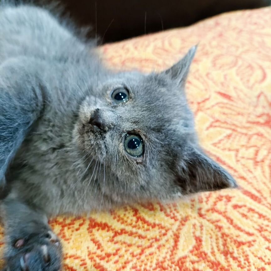 Пристраиваю котёнка и молодую кошечку (стерил.)