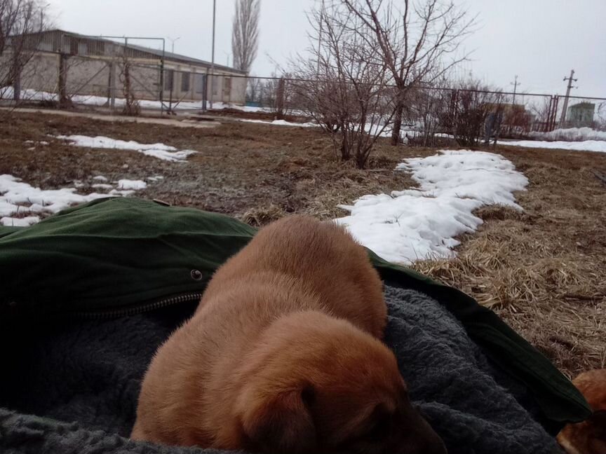 Щенок в добрые руки, уличная, девочка