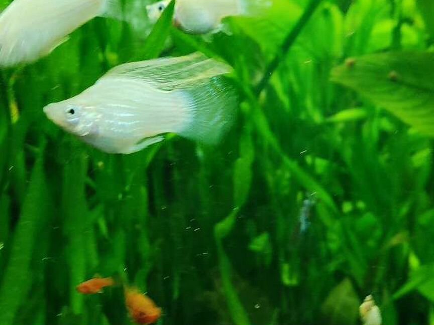 Моллинезия балон