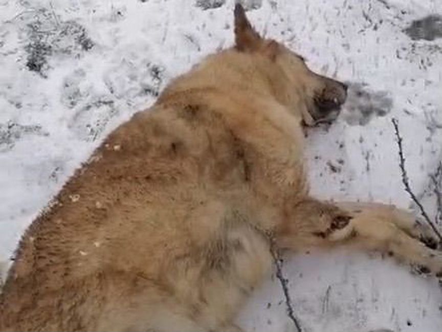 Собака